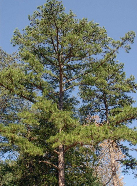 shortleaf pine tree